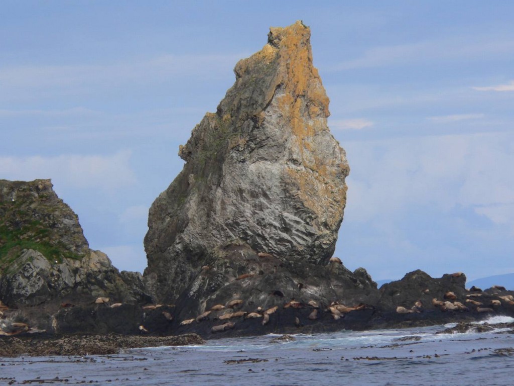 Steller sea lion haul out Triangle Island is the largest sea lion ...