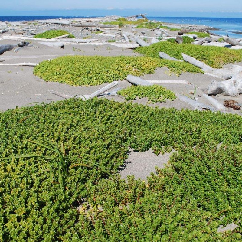 Images of Rose Spit ER by Ron Caves – Friends of Ecological Reserves