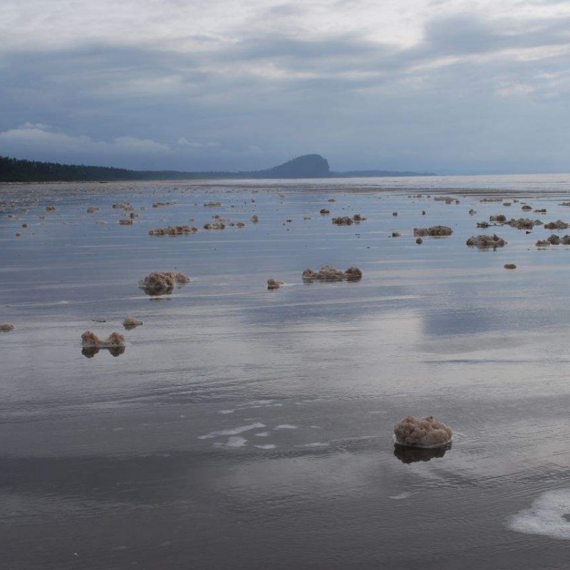 Images of Rose Spit ER by Ron Caves – Friends of Ecological Reserves