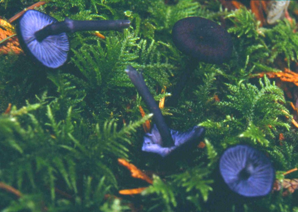 Leptonia serrulata sharper – Friends of Ecological Reserves