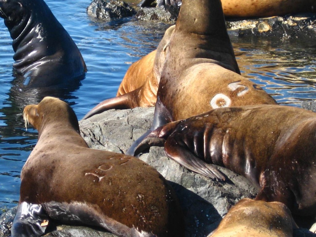 NOAA Marine Mammal Tracking Program: Branded sea lions at Race Rocks ...