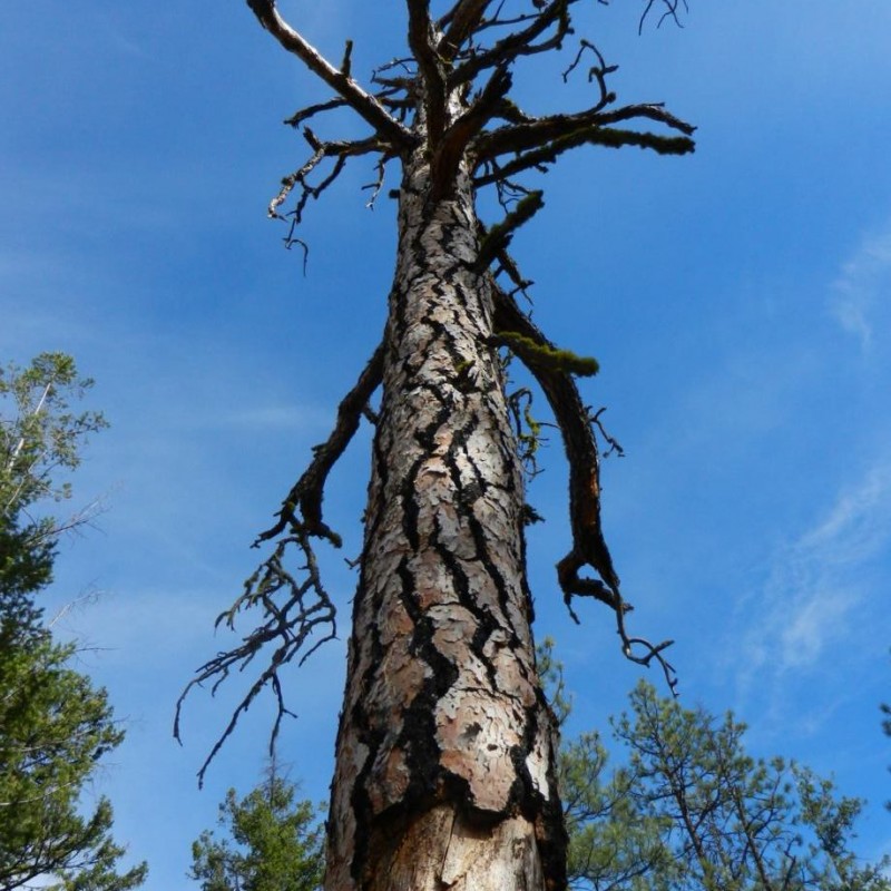 Cougar Canyon ER Photo gallery, October 2012 – Friends of Ecological ...