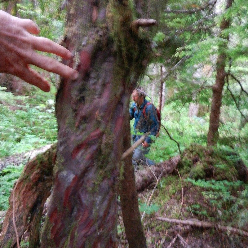 The Roberts Creek Headwaters Ancient Forest - Friends of Ecological ...